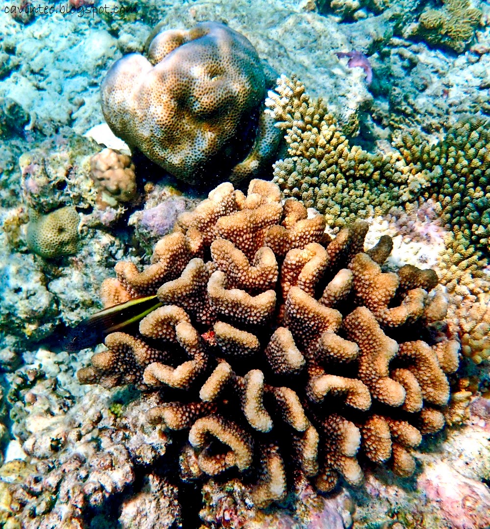 Entree Kibbles: Snorkeling at Banana Reef @ Maldives [Part of Excursion ...